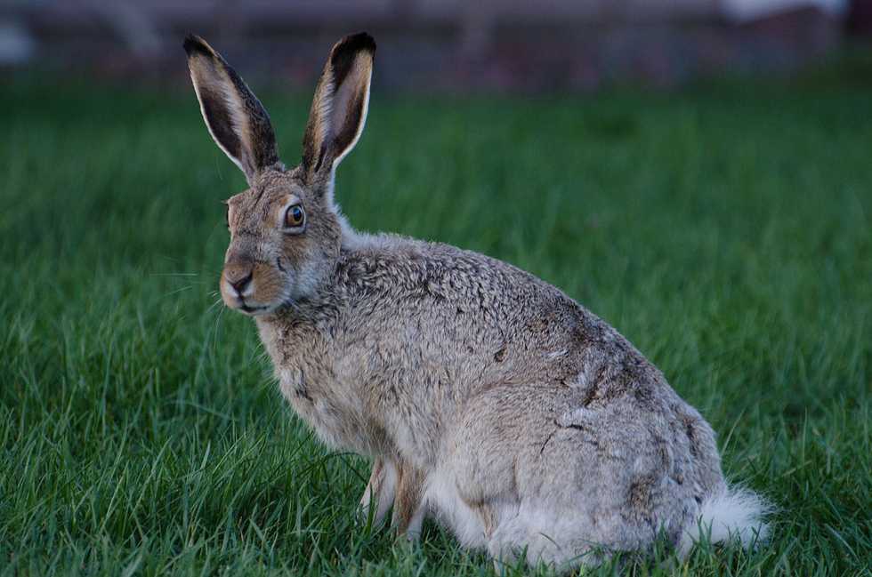 An Open Letter To Cruel Companies Still Testing On Animals | The ...