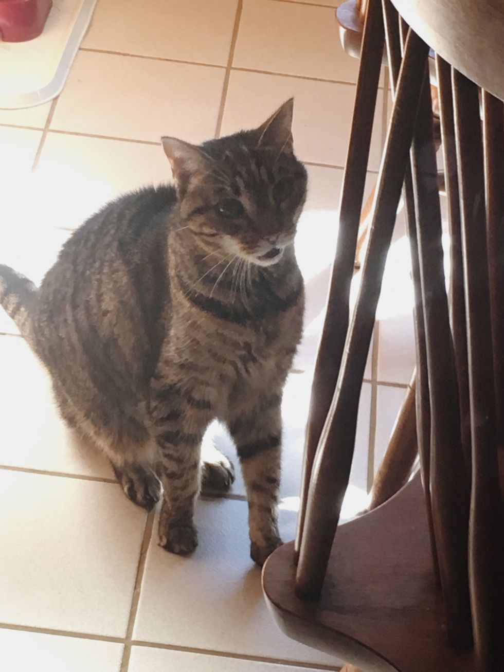 15 Things About My 15-year-old Cat | The Odyssey Online