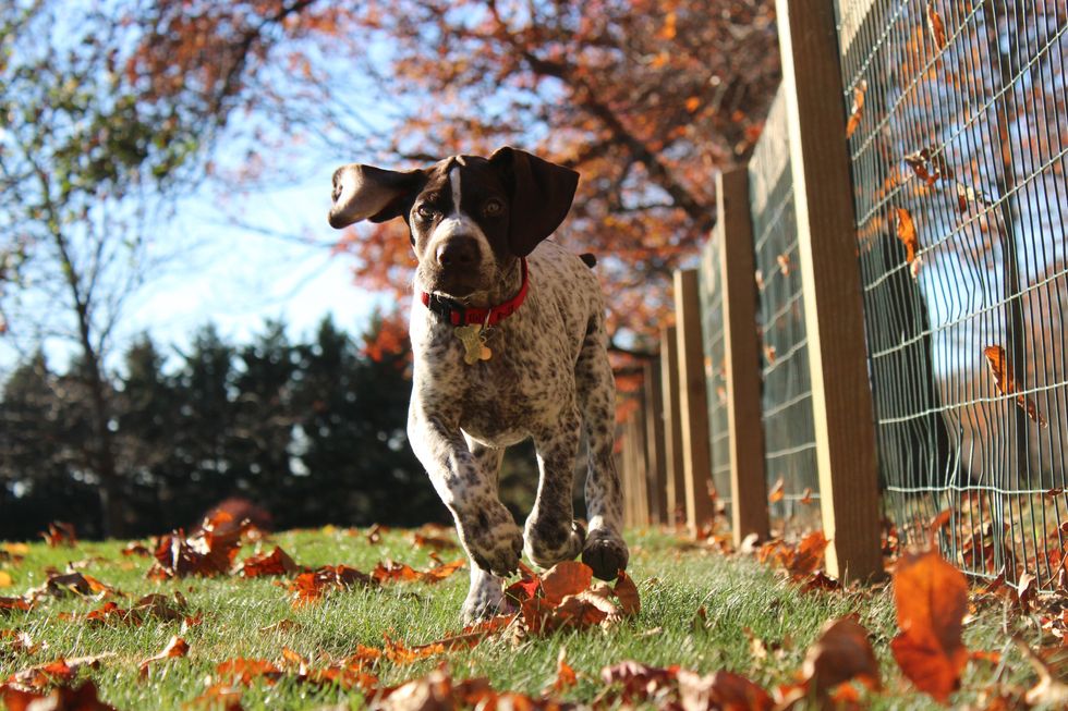 5 Reasons You Should Adopt A Shelter Dog | The Odyssey Online