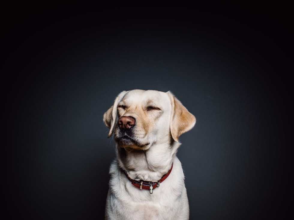 11 Dog GIFs To Describe The Mid-Semester Slump | The Odyssey Online