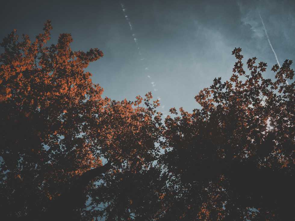 3 Easy Ways To Celebrate Fall In Florida | The Odyssey Online