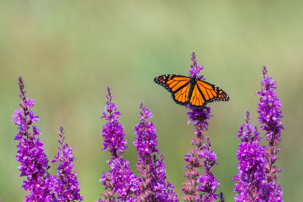 How The Butterfly Symbolizes Immigrants | The Odyssey Online