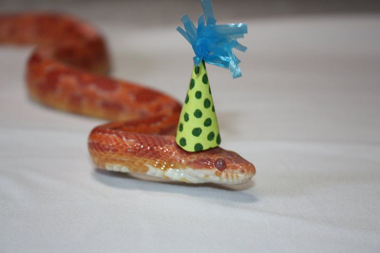 Snake In Birthday Hat