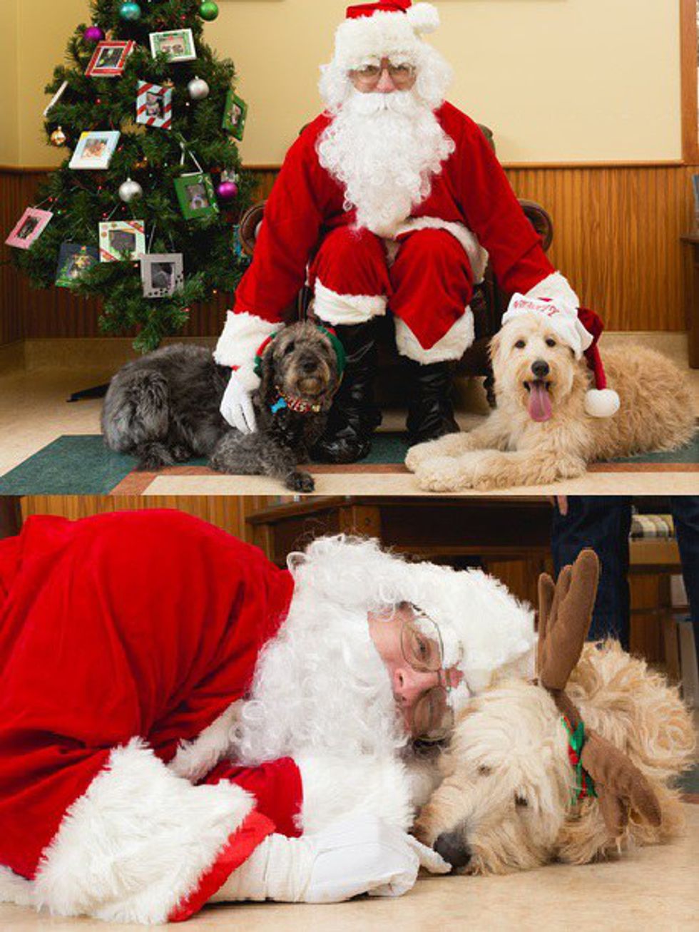 12 Months Of Dogs | The Odyssey Online