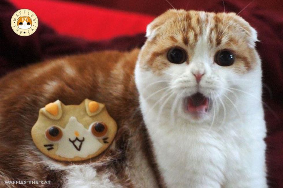 12 Cat Breeds To Make Your Day | The Odyssey Online