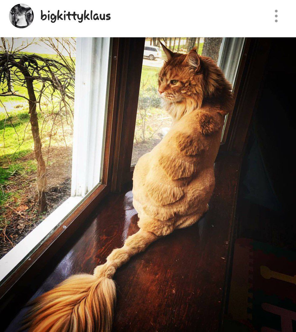 11 Cats You Need To Follow on Instagram Immediately | The Odyssey Online
