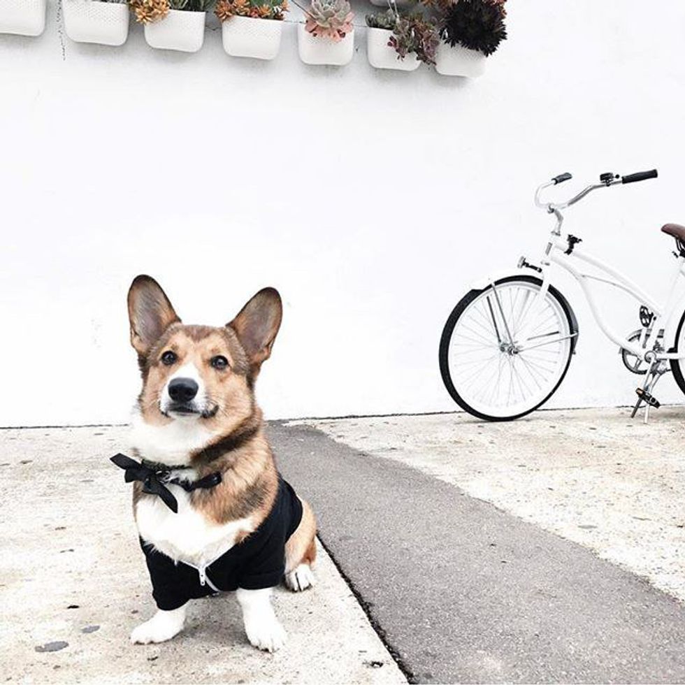 10 Corgis That Will Brighten Your Day | The Odyssey Online