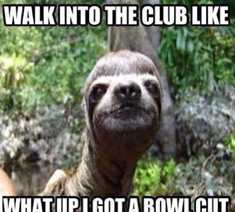 Sloths Memes