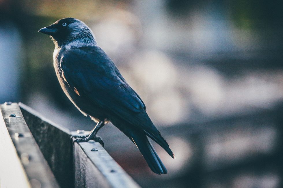 7 Signs You're Actually A Ravenclaw At Heart | The Odyssey Online
