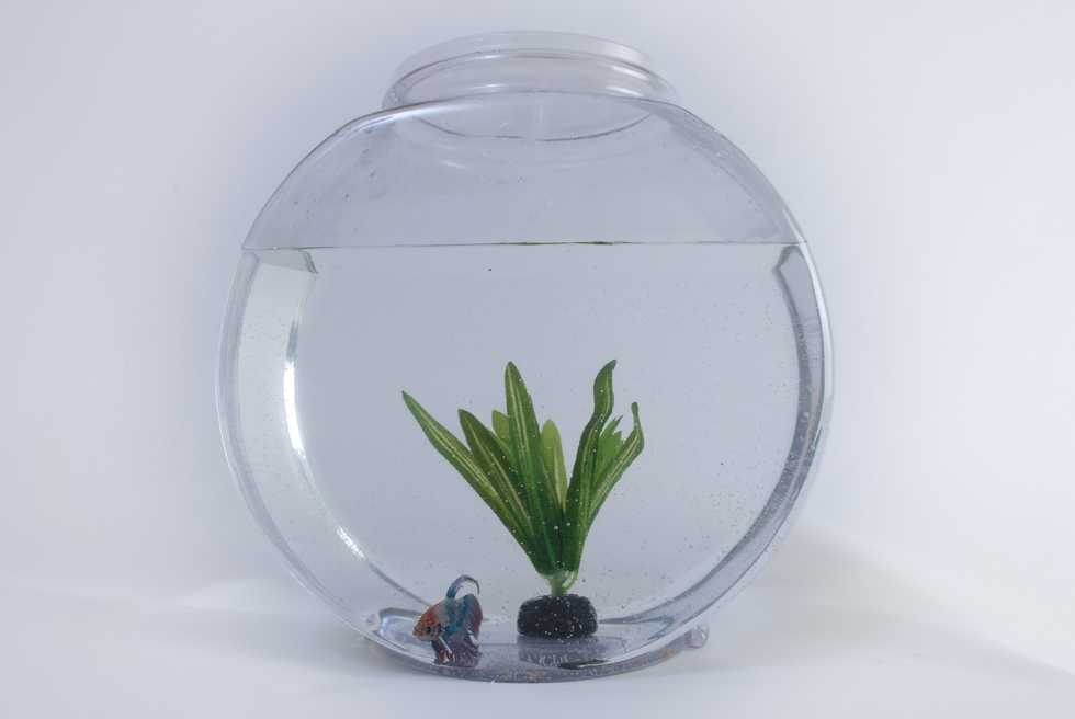 10 Reasons To Have A Pet Fish In College | The Odyssey Online