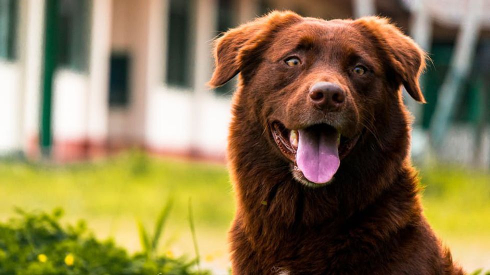 15 Animal Puns For When You're Feeling Down | The Odyssey Online