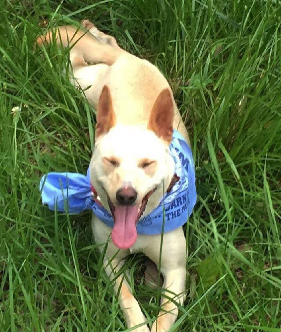 10 Reasons Why Adopting A Dog In College Was The Best Decision I Ever ...