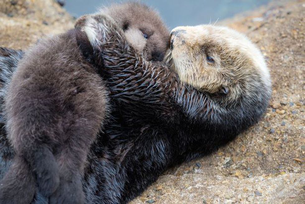 21 Adorable Animals For Alleviating Stress