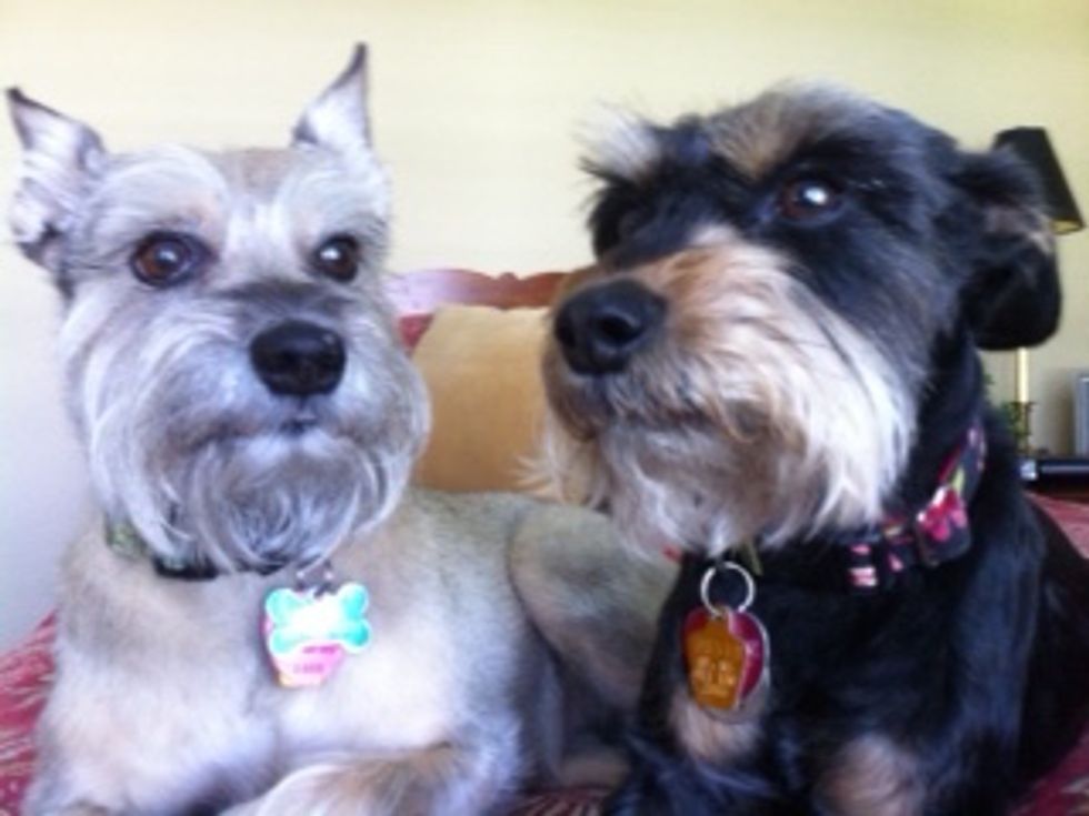 An Ode To Dogs | The Odyssey Online