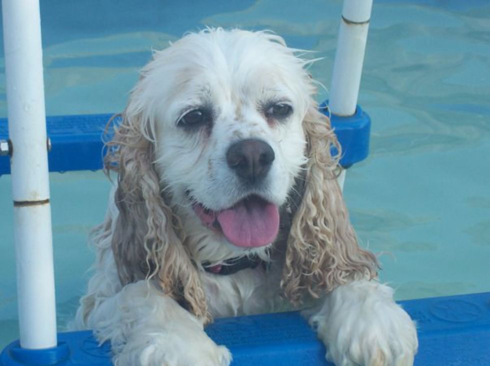 3-Ways My Dog Has changed my Life | The Odyssey Online