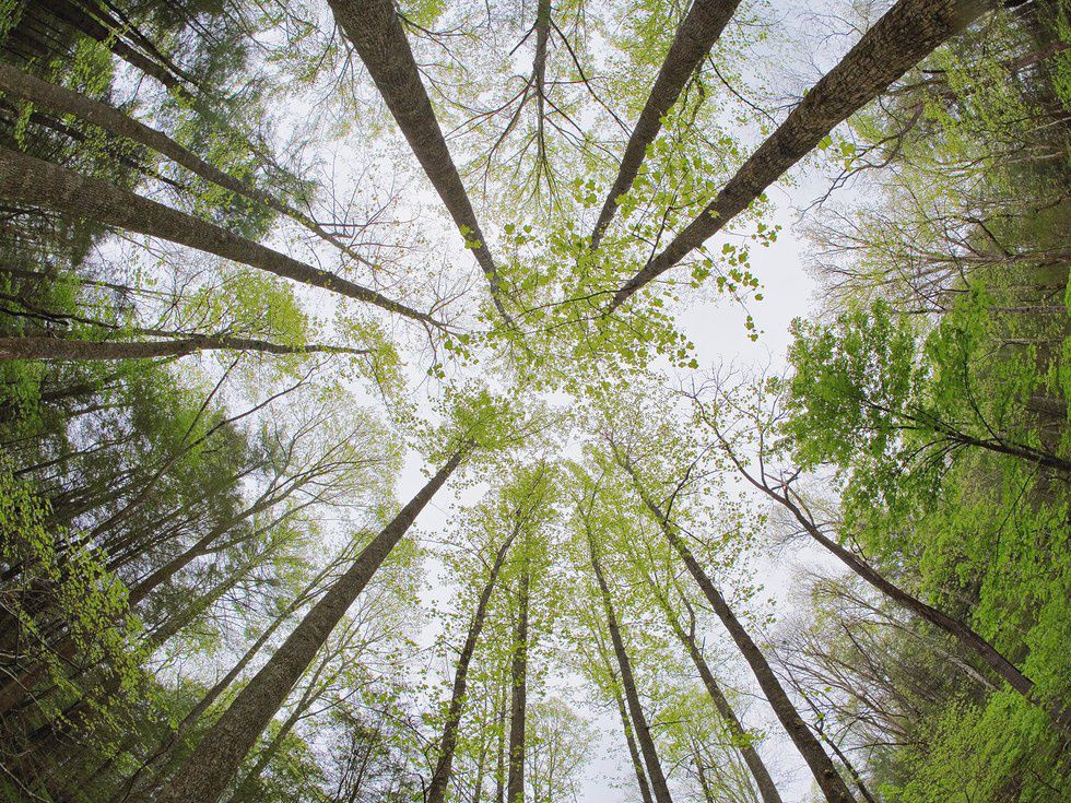 Experiencing Transcendentalism | The Odyssey Online