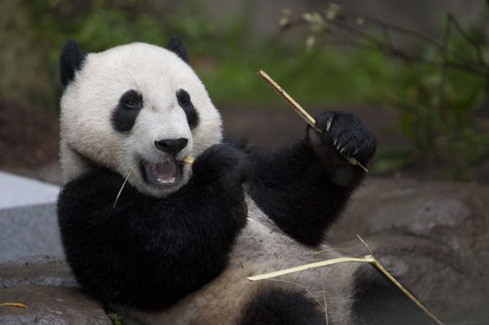 25 Happy Animals to Make You Happy | The Odyssey Online