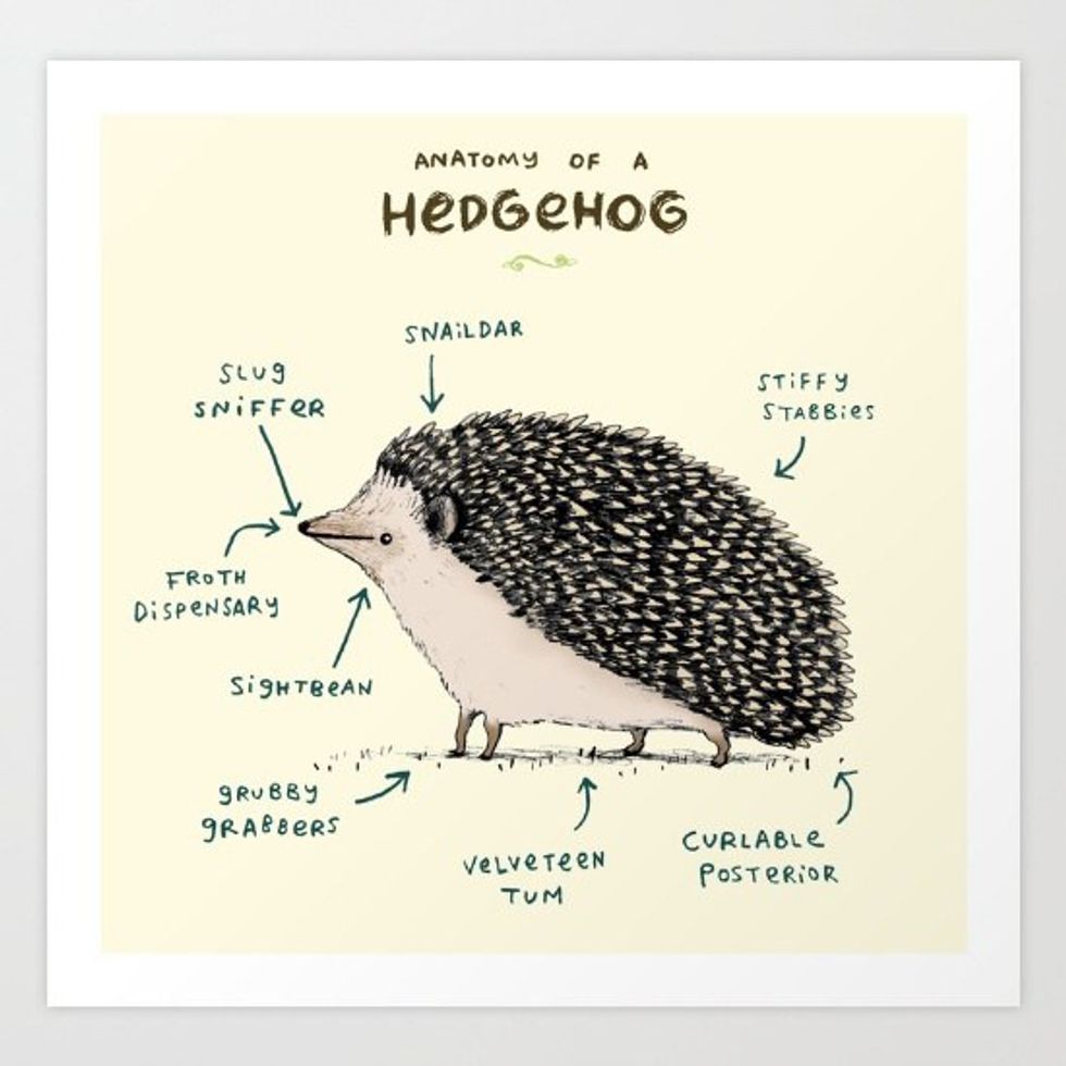 12 Hedgehog Products To Help You Go Whole Hog | The Odyssey Online