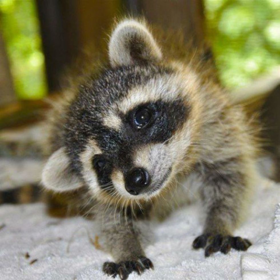 6 Cute Baby Animals We All Need As Pets | The Odyssey Online