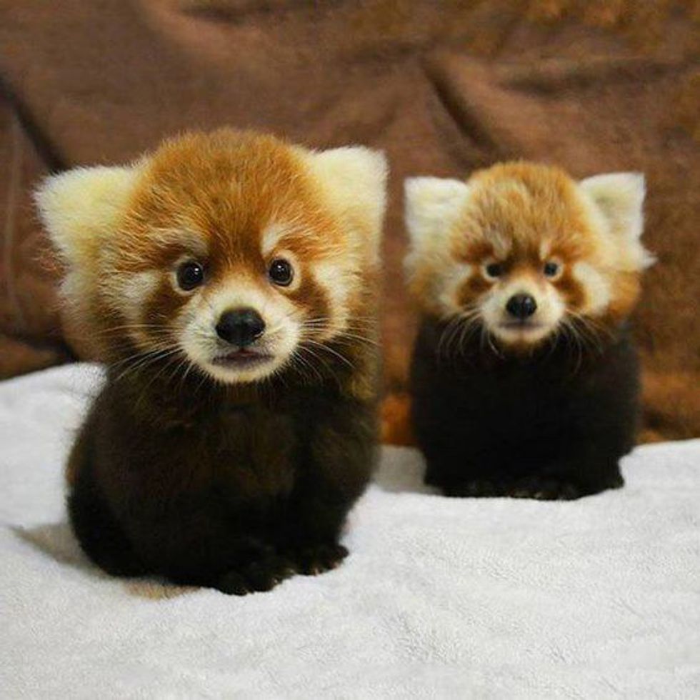 6 Cute Baby Animals We All Need As Pets | The Odyssey Online