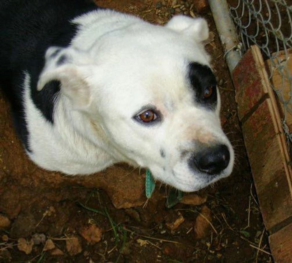 Why I Will Always Miss My Deceased Dog | The Odyssey Online
