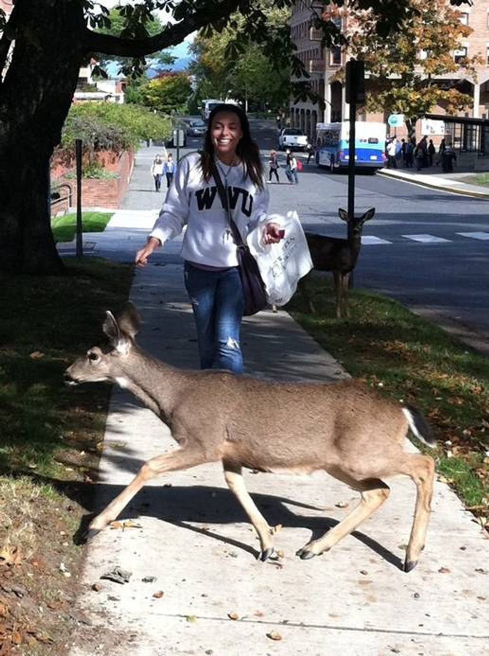 An Ode To Bellingham's Animal Life | The Odyssey Online