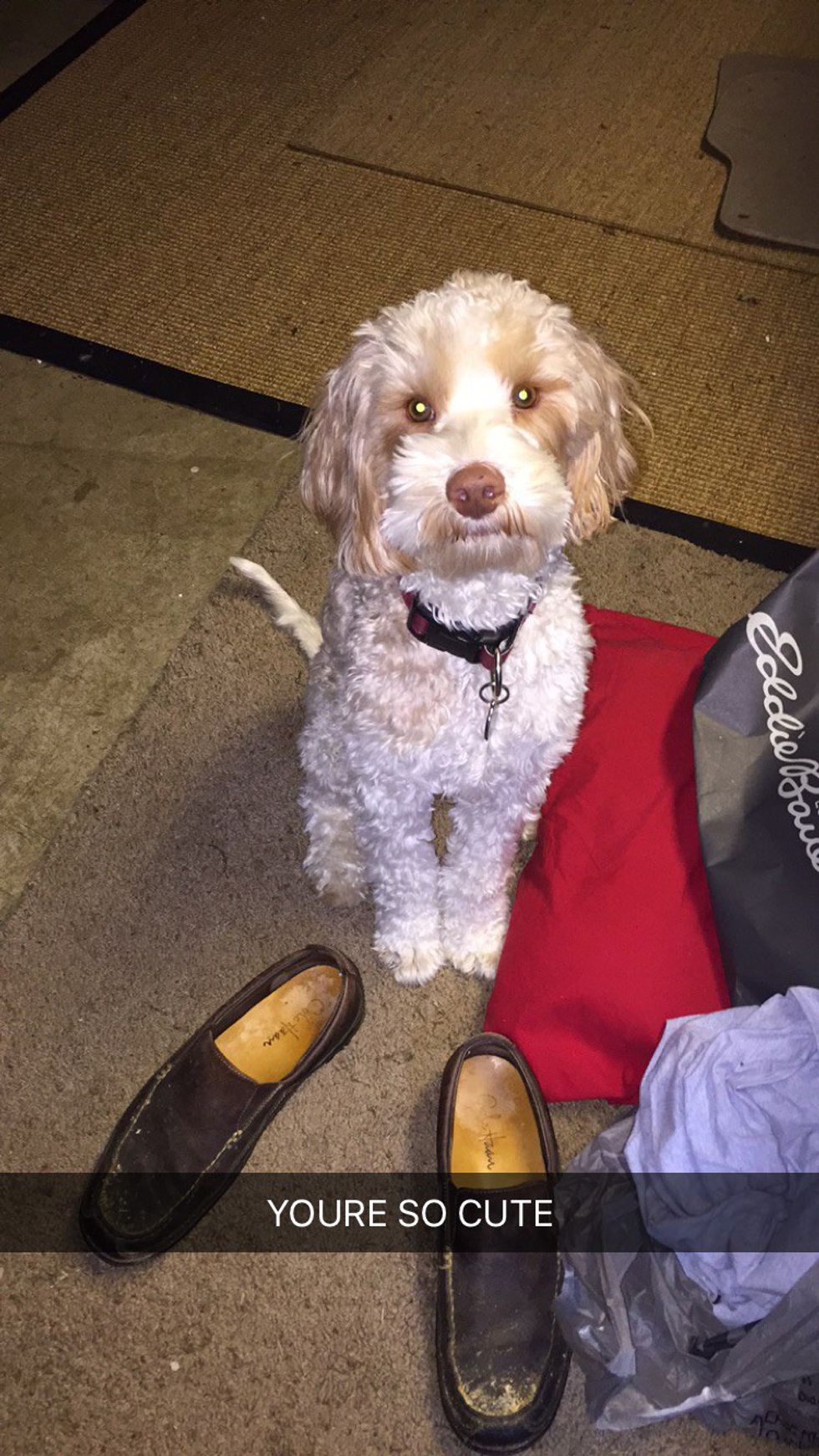 10 Snapchats Everyone Obsessed With Their Dog Sends | The Odyssey Online