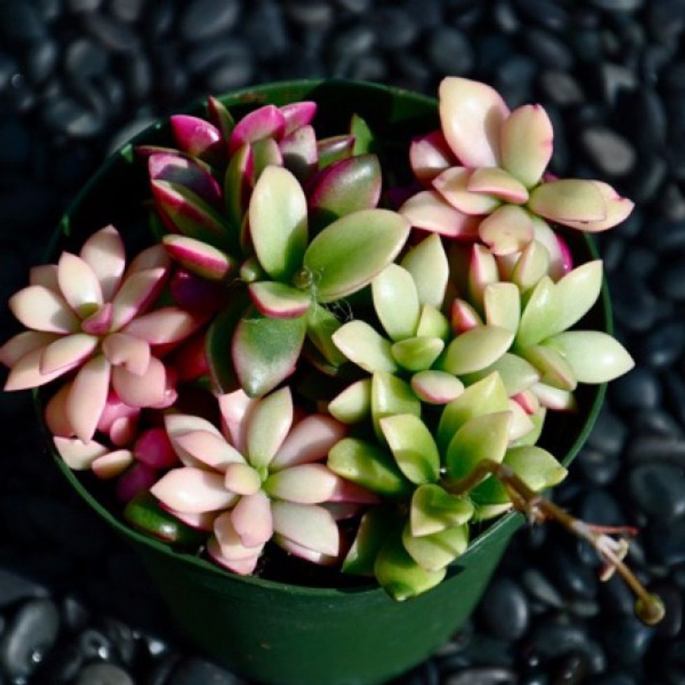 Tips for caring for your new potted pal | The Odyssey Online