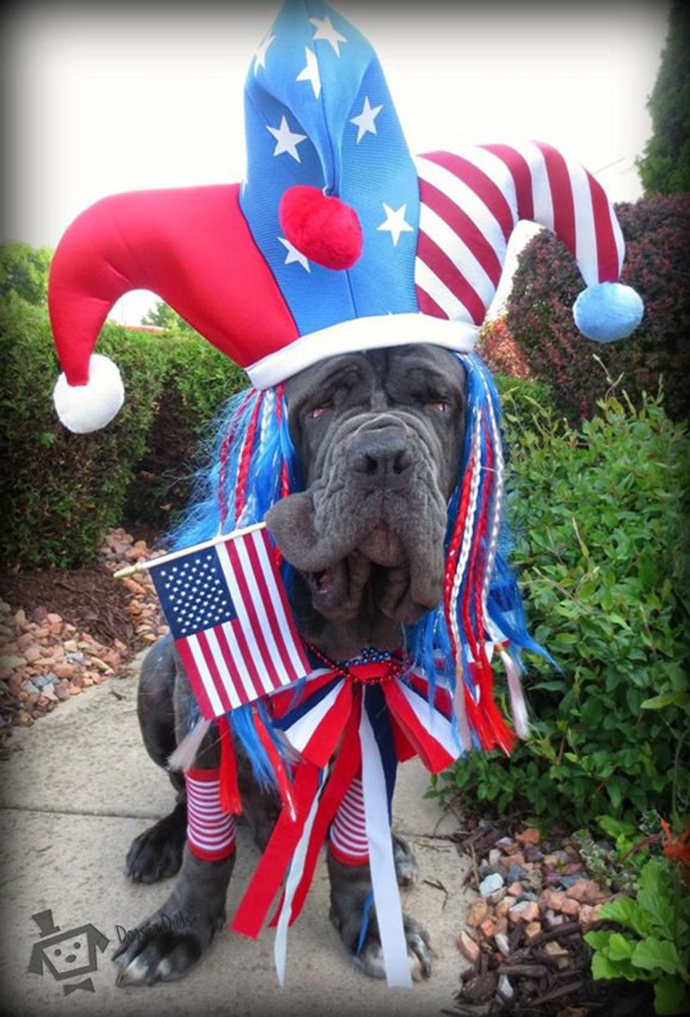 29 Patriotic Dogs To Make Your 4th Even Better | The Odyssey Online