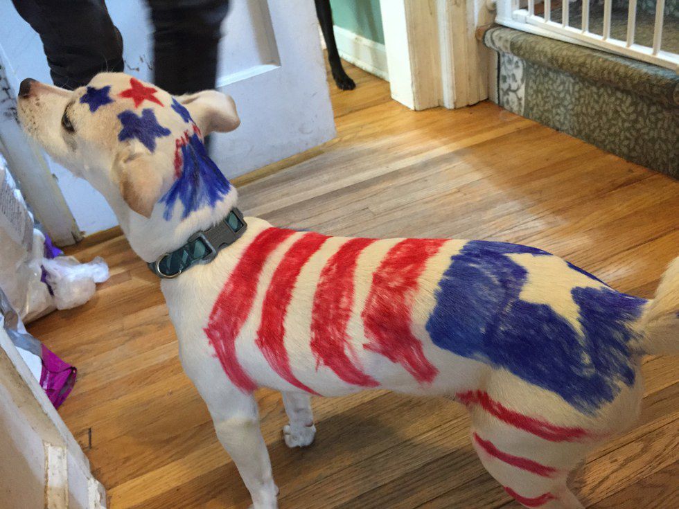 29 Patriotic Dogs To Make Your 4th Even Better | The Odyssey Online