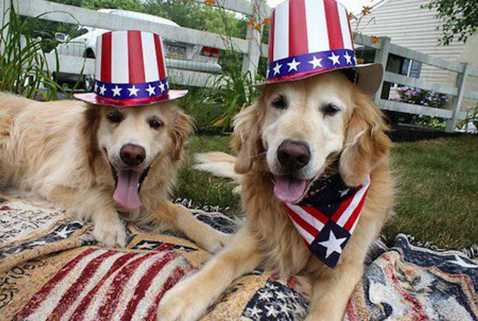 29 Patriotic Dogs To Make Your 4th Even Better | The Odyssey Online