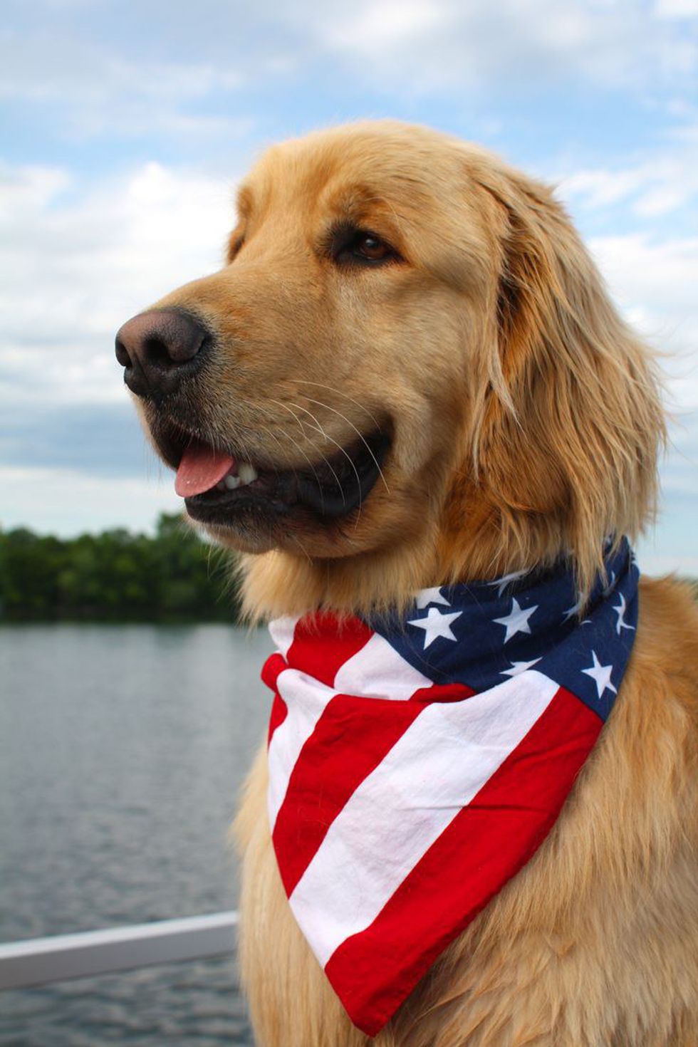 29 Patriotic Dogs To Make Your 4th Even Better | The Odyssey Online