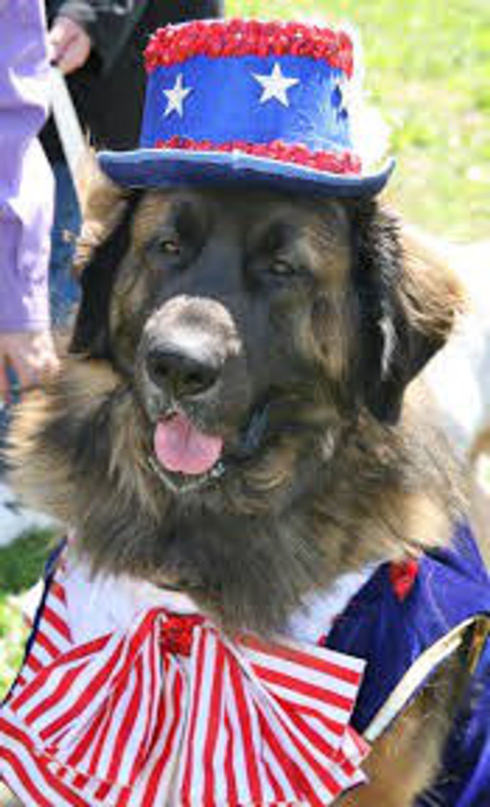 29 Patriotic Dogs To Make Your 4th Even Better | The Odyssey Online