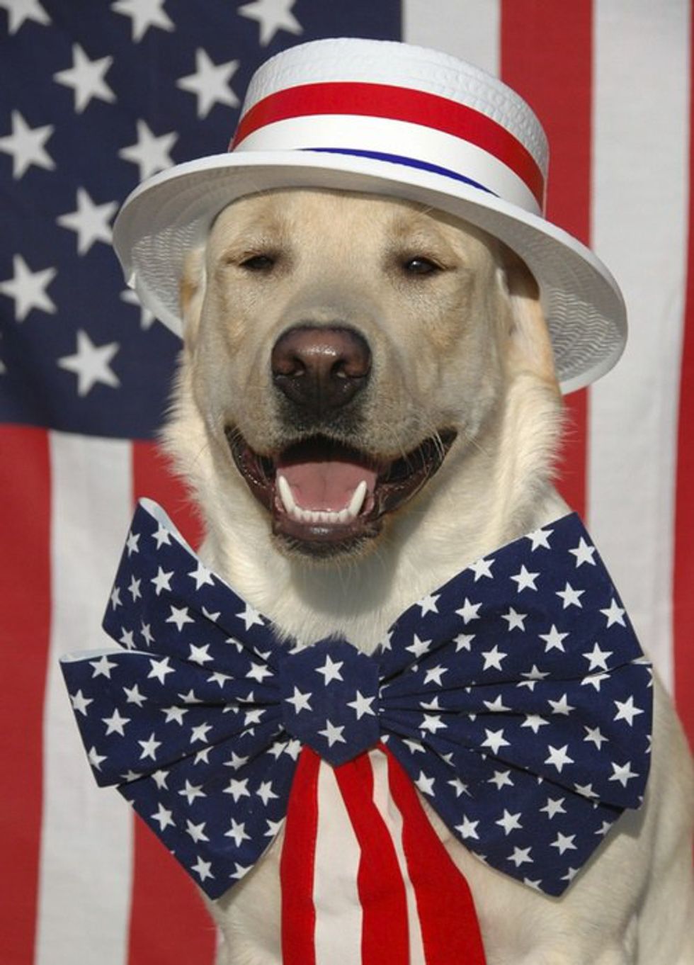 29 Patriotic Dogs To Make Your 4th Even Better | The Odyssey Online