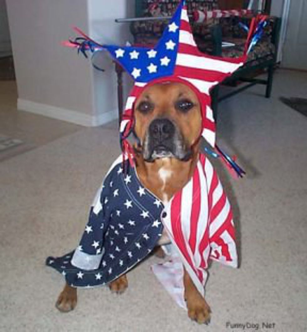 29 Patriotic Dogs To Make Your 4th Even Better | The Odyssey Online