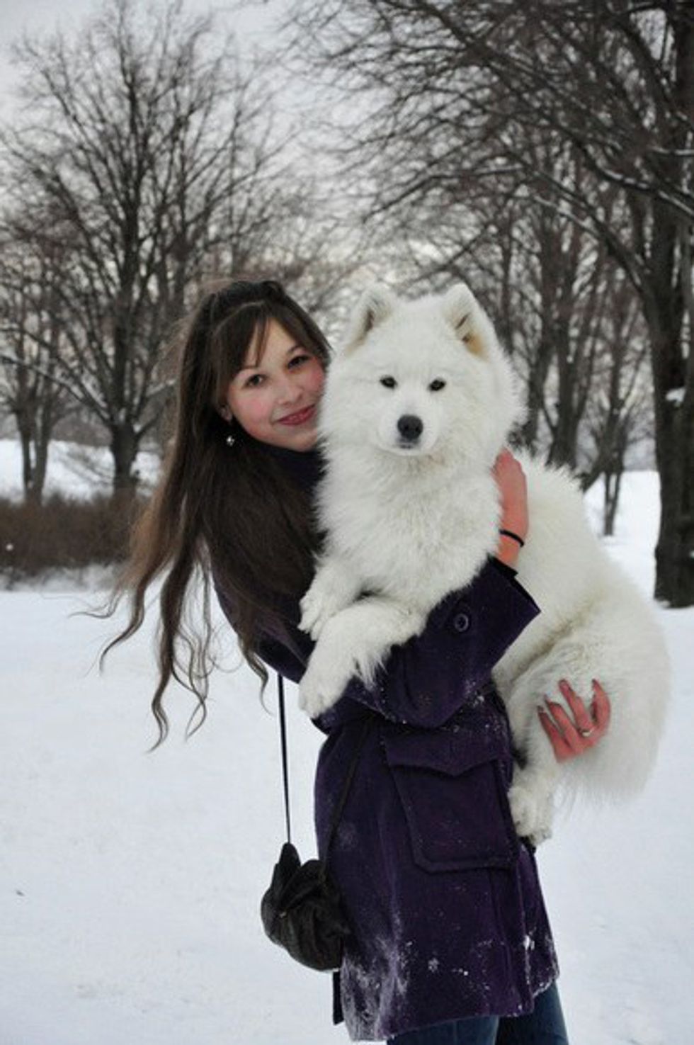 13 Reasons Samoyeds Are The Best Dogs Ever | The Odyssey Online