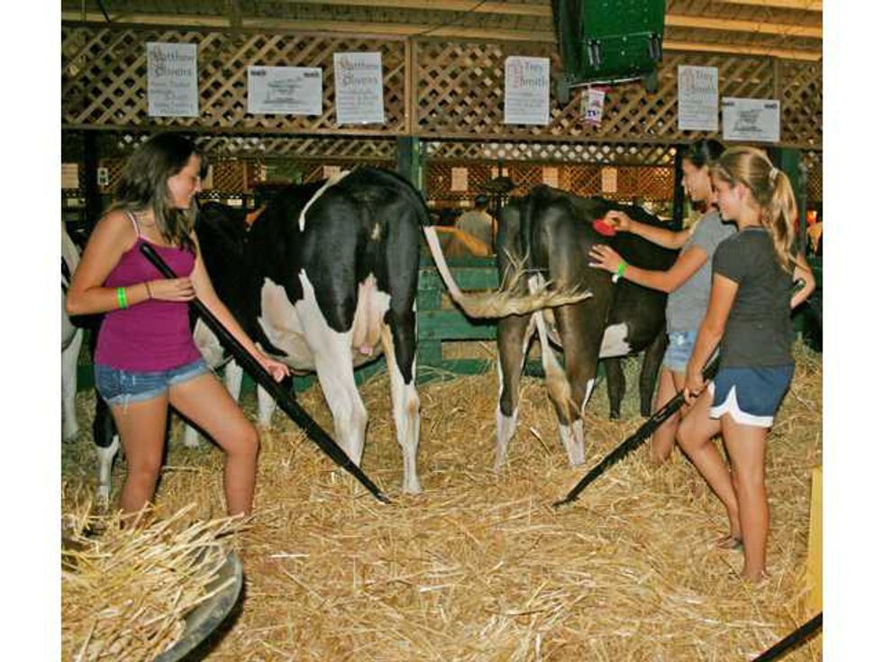 Why You Should Support Your County Fair | The Odyssey Online