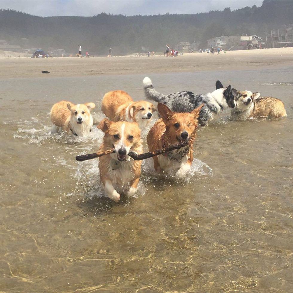 I Went To Corgi Beach Day, And This Is What I Learned | The Odyssey Online