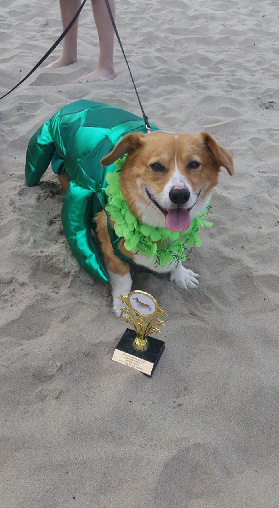 I Went To Corgi Beach Day, And This Is What I Learned | The Odyssey Online