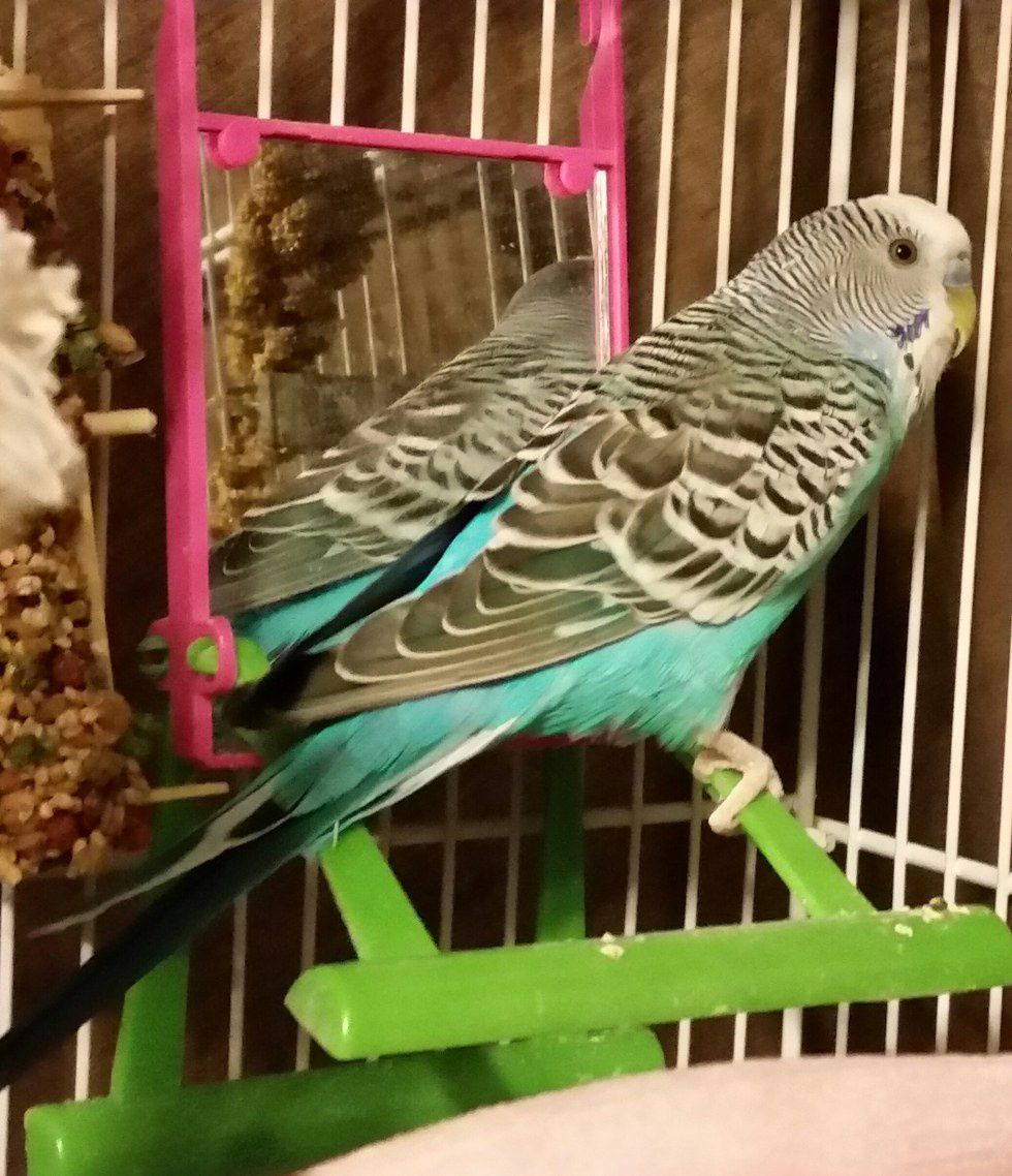 10 Reasons Why Colleges Should Allow Pets | The Odyssey Online