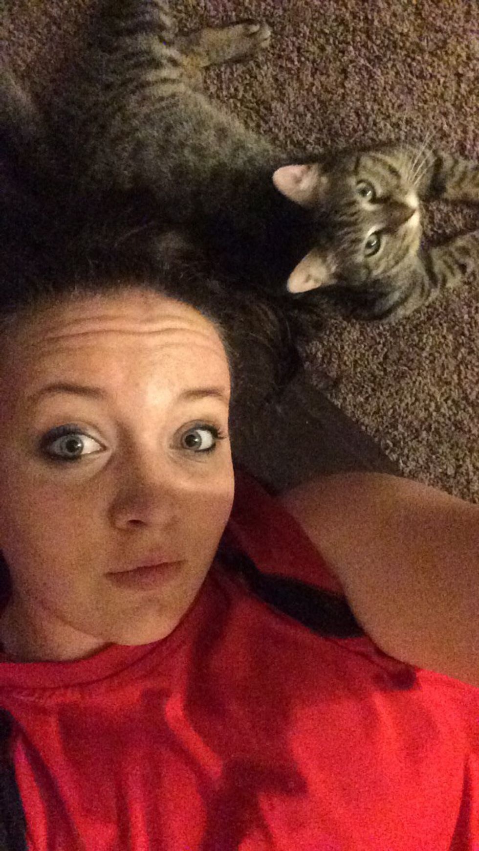 12 Things You Need To Know About Owning A Cat | The Odyssey Online