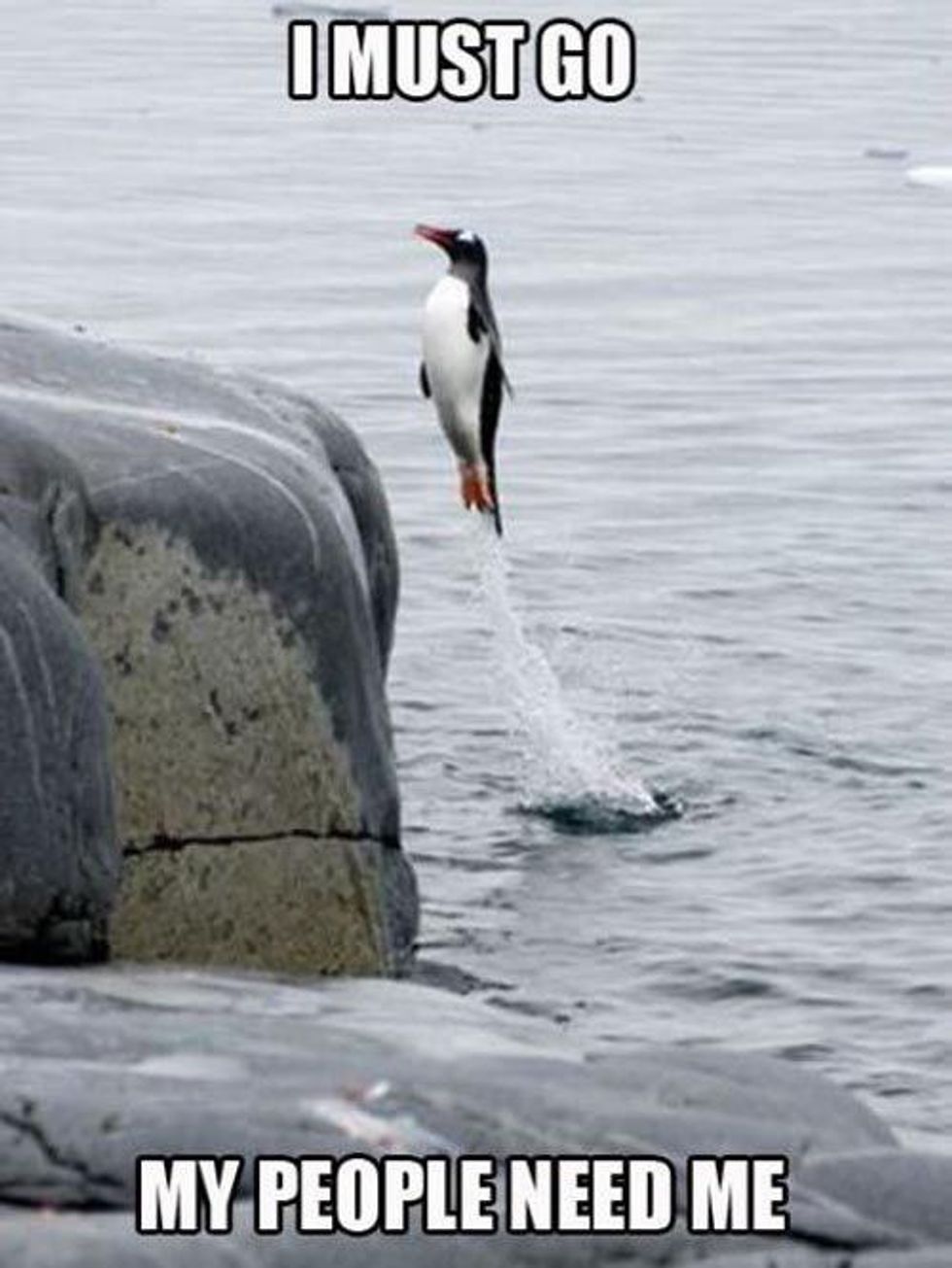 8 Reasons I Would Rather Be A Penguin Than A College Student | The ...