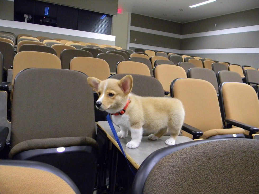 The Stages Of Finals Week, Told By Corgis | The Odyssey Online