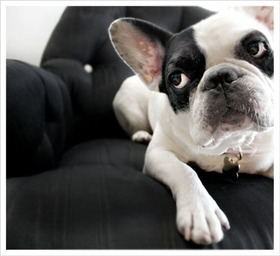15 Reasons Why Frenchies Are The Best | The Odyssey Online