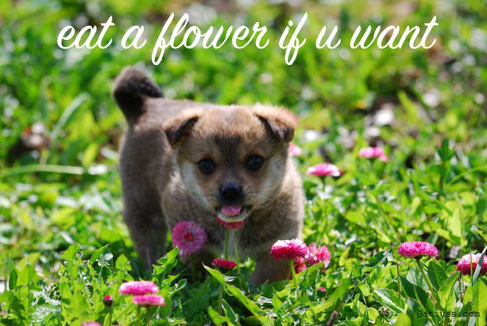 10 Motivational Dog Posters | The Odyssey Online