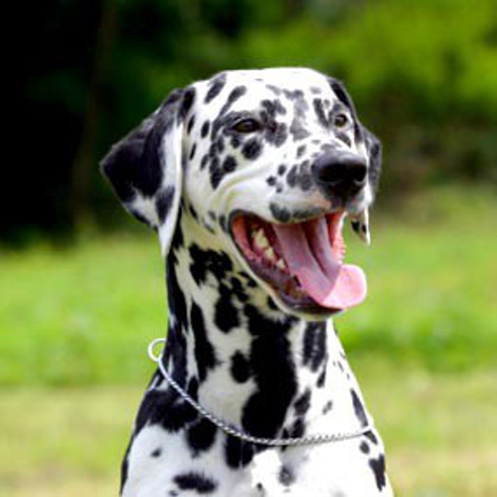If American University Varsity Sports Teams Were Dogs | The Odyssey Online