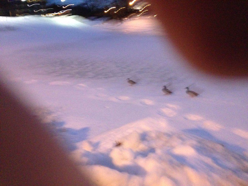 Filthy, Winged Creatures Invade The Waters Of SUNY New Paltz | The ...