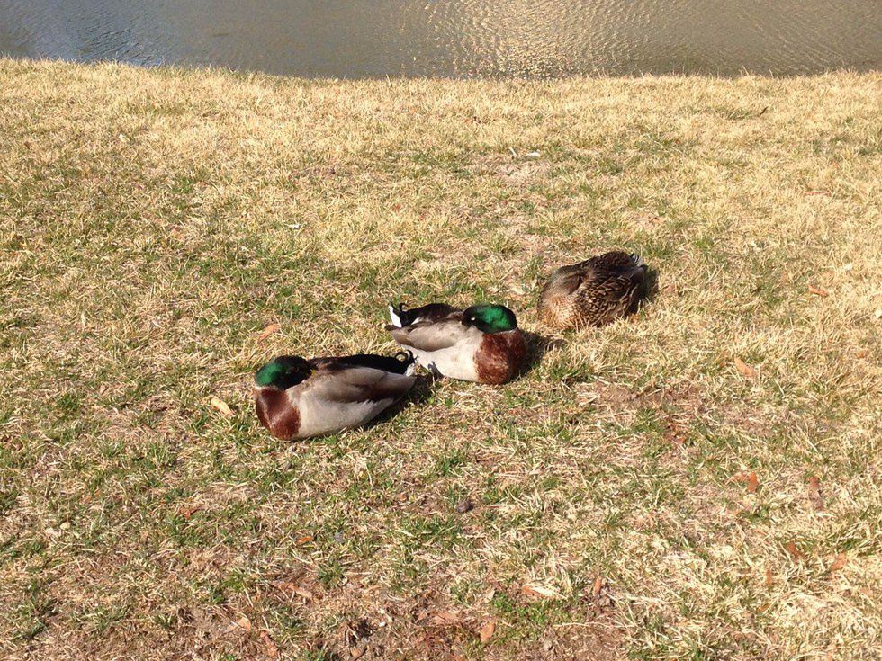 Filthy, Winged Creatures Invade The Waters Of SUNY New Paltz | The ...