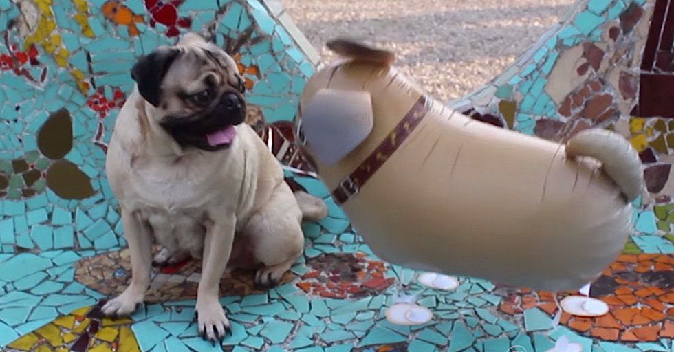 Doug The Pug Is Cooler Than You And I Can Prove It | The Odyssey Online