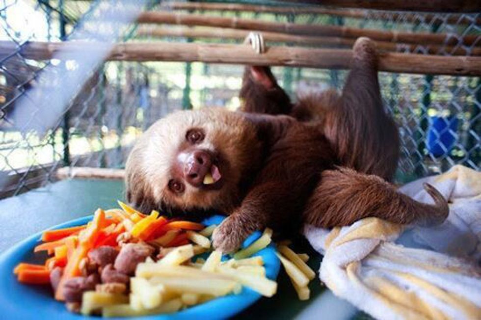 15 Times Sloths Were Basically College Students | The Odyssey Online